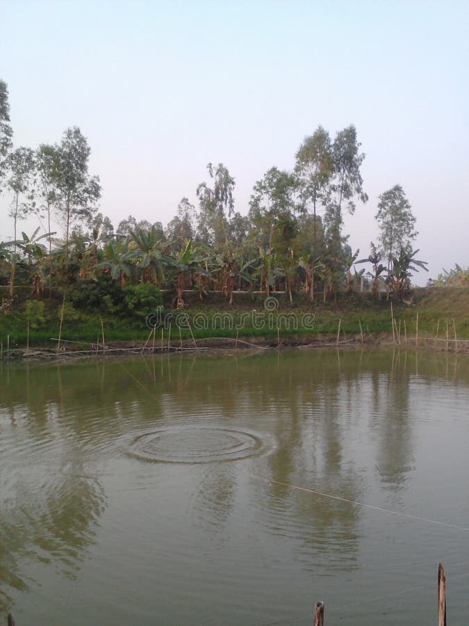 Wave in water stock photo. Image of water, pond, plant - 112026286