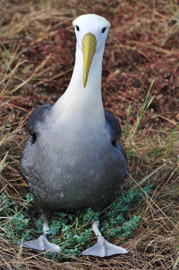 Waved Albatross stock image. Image of galapagos, ocean - 20614657