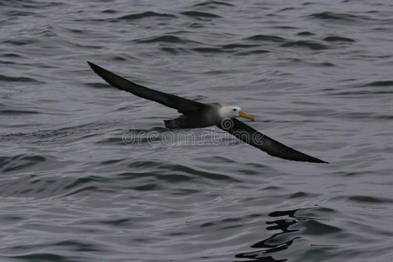 Waved Albatross Flying Over the Ocean Surface Stock Image - Image of ...