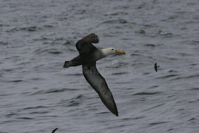 Waved Albatross Flying Over the Ocean Surface Stock Image - Image of ...