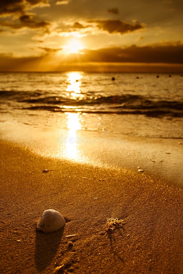 Waves Approaching Sea Shell on Beach during Sunset Stock Photo - Image ...