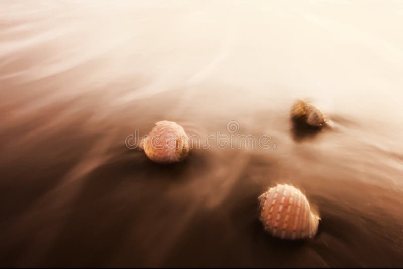 Waves Approaching Sea Shell on Beach during Sunset Stock Photo - Image ...