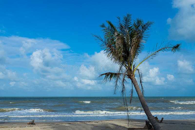 Coconut Tree and Waves on the Beach Stock Photo - Image of storm ...