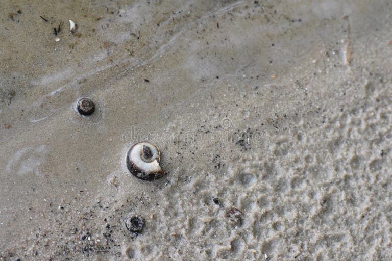 Waves Breaking on the Shore of the River Full of Shells Stock Photo ...
