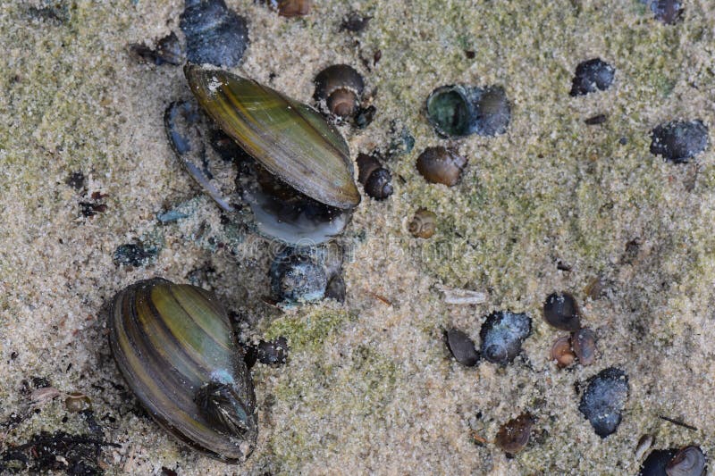 Waves Breaking on the Shore of the River Full of Shells Stock Photo ...