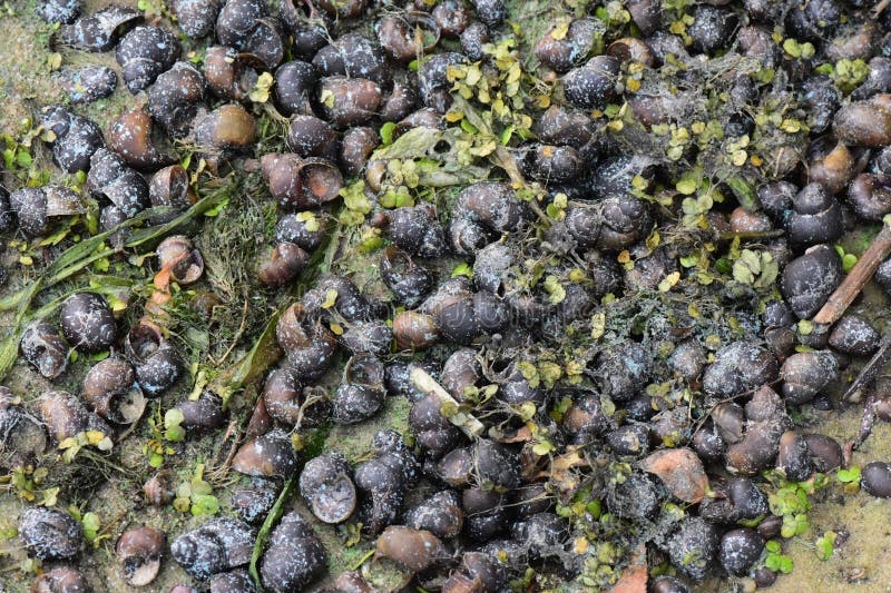 Waves Breaking on the Shore of the River Full of Shells Stock Image ...