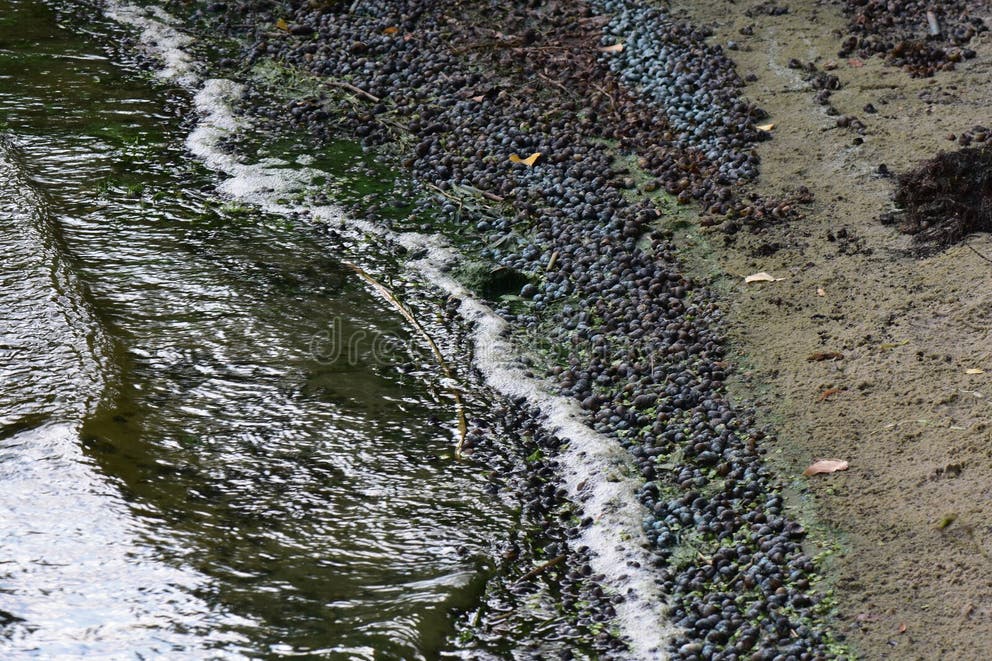 Waves Breaking on the Shore of the River Full of Shells Stock Image ...