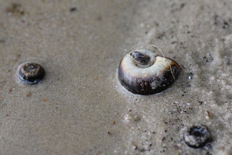 Waves Breaking on the Shore of the River Full of Shells Stock Photo ...