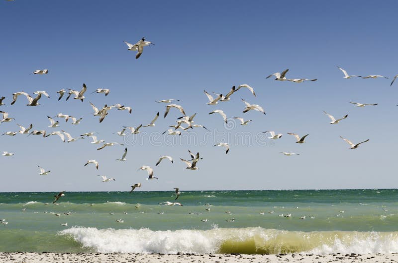 Seagulls Flying at Beach stock photo. Image of animals - 13256390