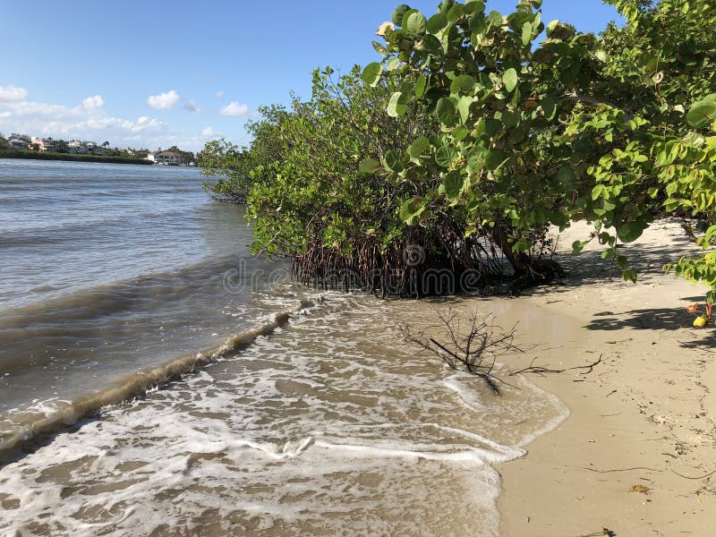 Tropical Trees on a Secluded Beach Shore Stock Image - Image of island ...