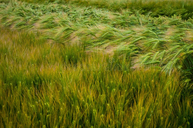 Waves of a Dense Field of Winter Barley with Bright Green Spikelets ...