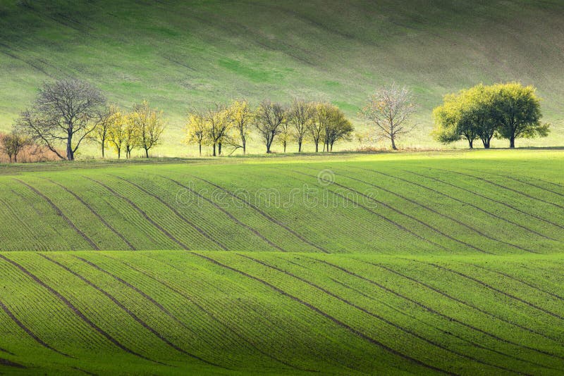 Waves of fields and trees stock image. Image of fields - 84020607