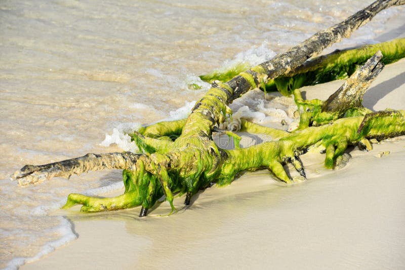 Waves Gently Lapping Algae Covered Tree Branch Stock Photo - Image of ...