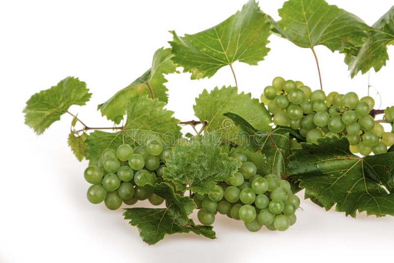 Waves stock photo. Image of fresh, chardonnay, colour - 78252398