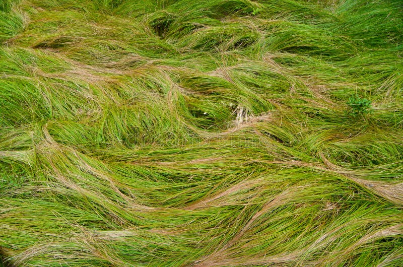 Waves of grass stock image. Image of lines, green, summer - 20949933