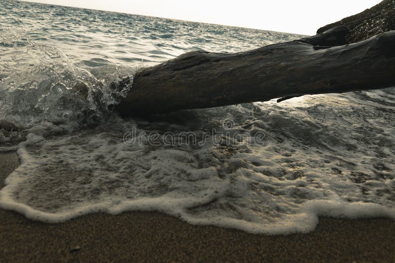 Waves of Ocean Crashing Against an Old Dead Tree Stock Photo - Image of ...