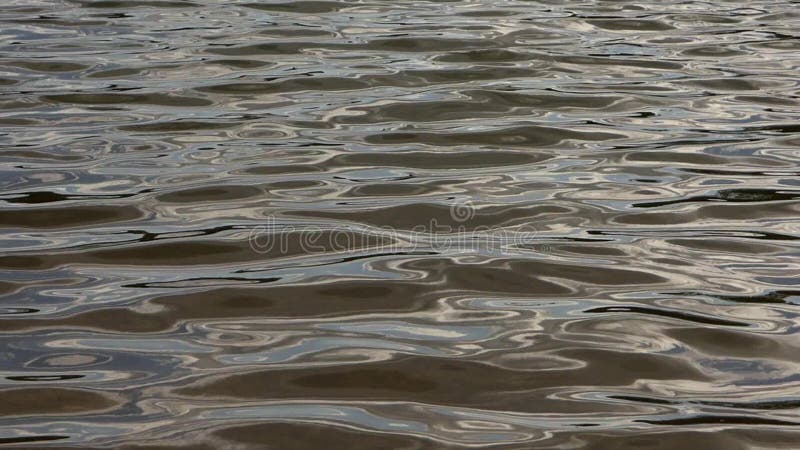 Waves on pond stock footage. Video of ripple, pond, aqua - 51460590