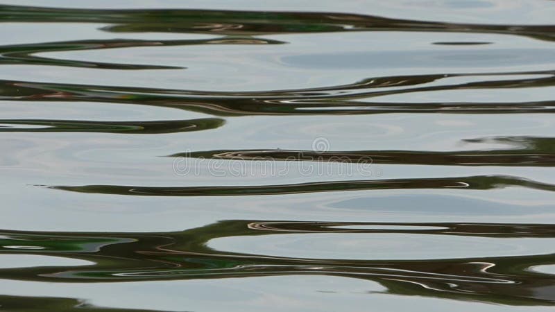 Waves on pond stock footage. Video of aqua, clean, purity - 51849178