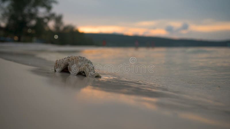 Waves Strike the Shell Which Lies on the Beach Stock Footage - Video of ...