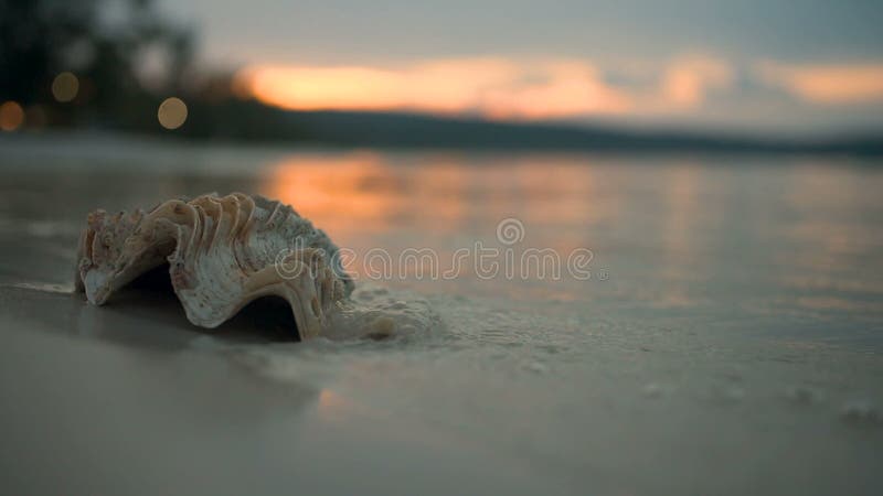 Waves Strike the Shell Which Lies on the Beach Stock Footage - Video of ...