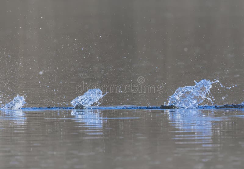 Waves on the Surface of the Water from a Collision. Drop of Water Drop ...