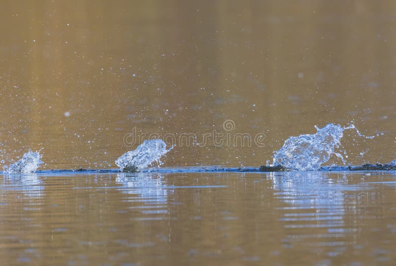 Waves on the Surface of the Water from a Collision. Drop of Water Drop ...