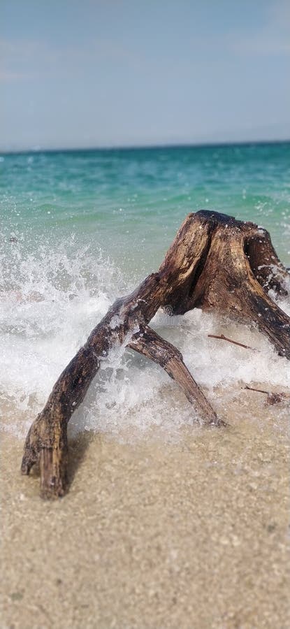 Waves Tree Beach White Sand Stock Photo - Image of seashore, sand ...