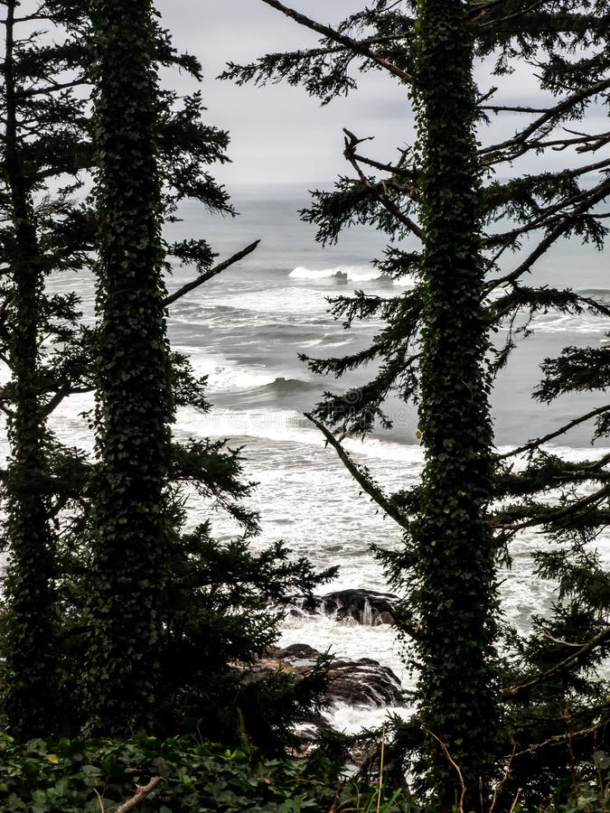 Waves Viewed between the Trees Stock Image - Image of conifer, frame ...