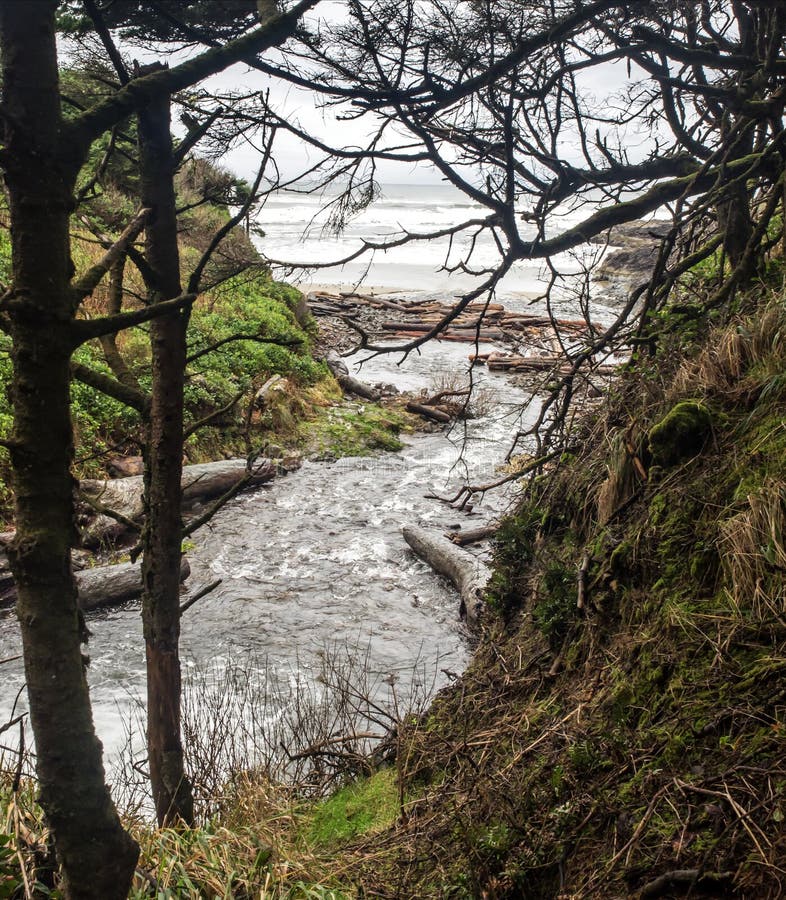 Waves Viewed between the Trees Stock Image - Image of wilderness ...