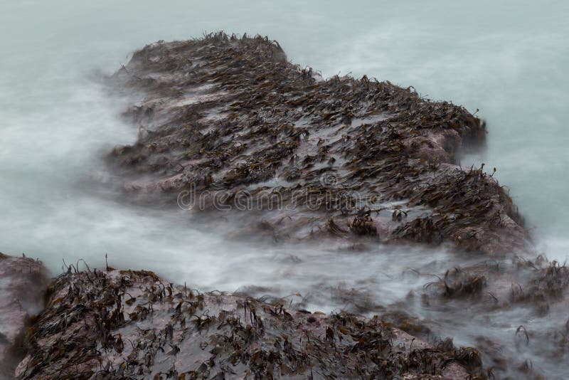 Waves Wash Over Seaweed Covered Rocks Stock Image - Image of current ...