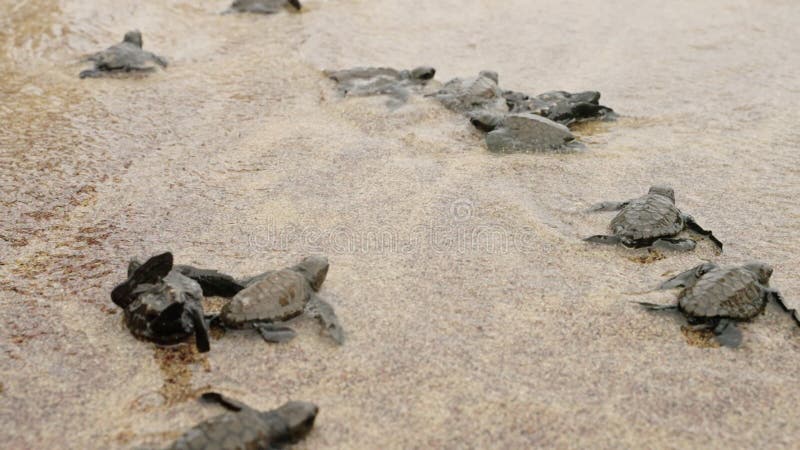 Baby Turtles Hatch, Scramble Over Sandy Beach Towards Sea. Waves Wash ... Baby Turtles Hatch, Scramble Over Sandy Beach Towards Sea. Waves Wash ...