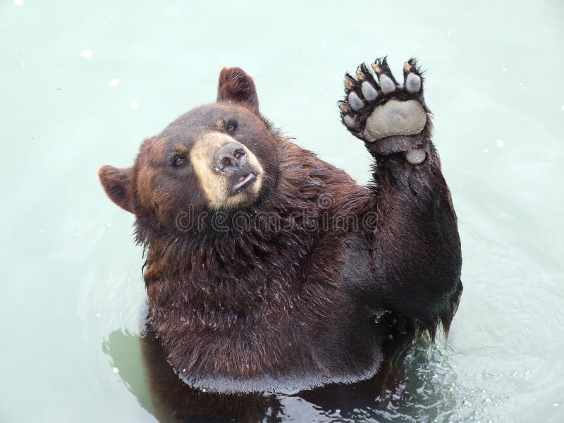 500 Waving Bear Stock Photos - Free & Royalty-Free Stock Photos from ...