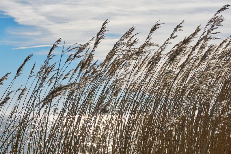 Waving Brown Reed at Sunset Stock Image - Image of detail, botany ...