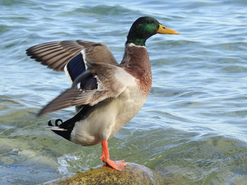 The Waving Duck stock image. Image of waving, river - 140663111