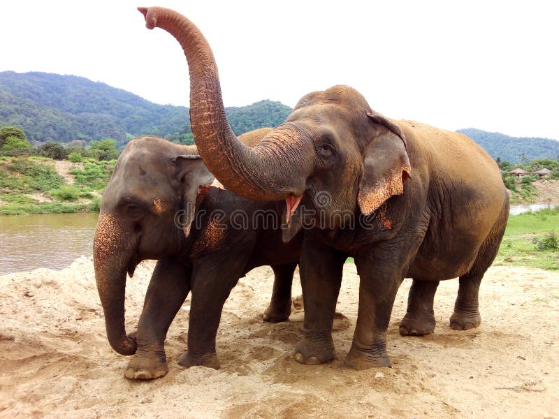 Waving elepahnt stock image. Image of elephant, elepahnt - 72968599