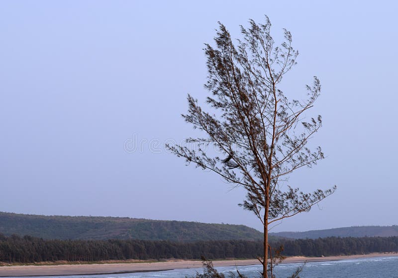 Waving Leaves of a Tree in Breeze with Beach in Background Stock Photo ...