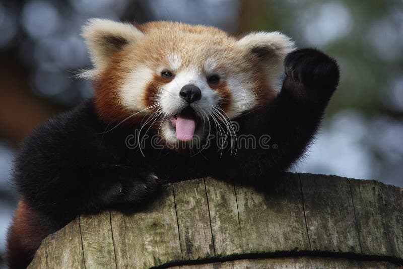 Waving Red Panda stock photo. Image of mammal, bamboo - 6661150