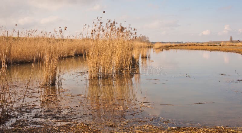 Waving Reed in Dutch Wetlands Stock Image - Image of outdoor, orange ...