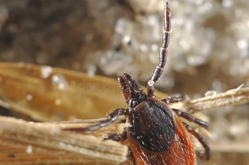 Waving tick stock photo. Image of illness, acarina, health - 11569756
