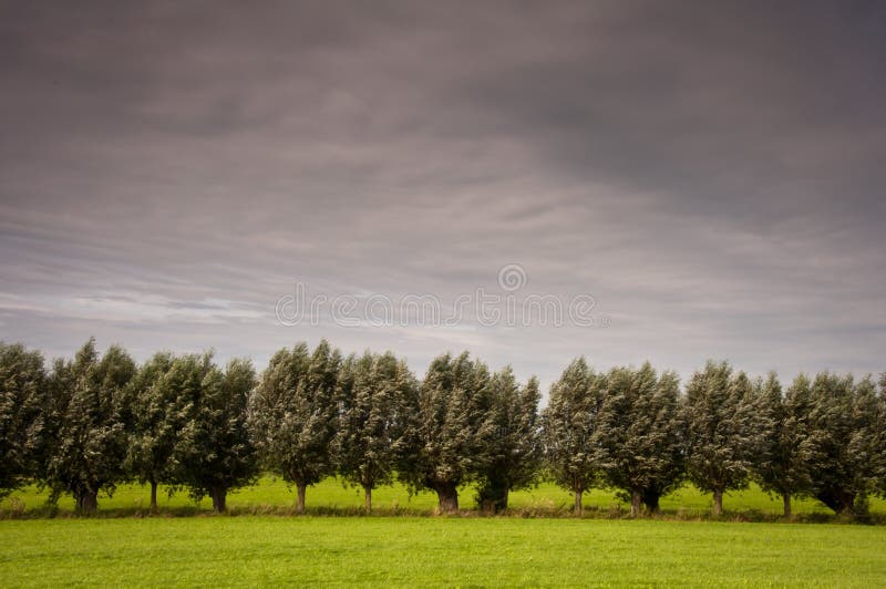 Waving trees stock image. Image of europe, netherlands - 26980565