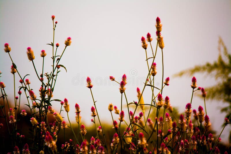 Wavy flowers stock photo. Image of flowers, mountain - 117489606