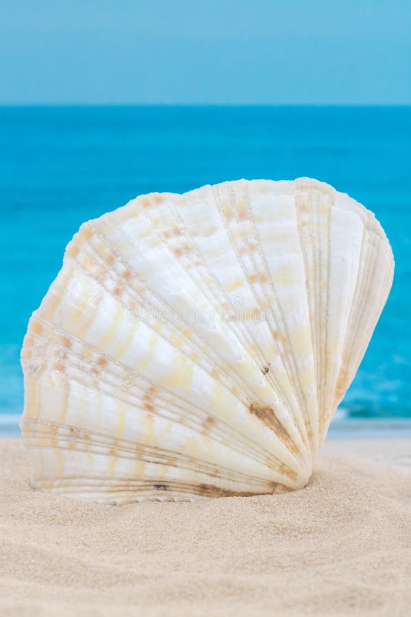 Wavy Forms Light with Stripes Shell and Sea or Ocean on the Background ...