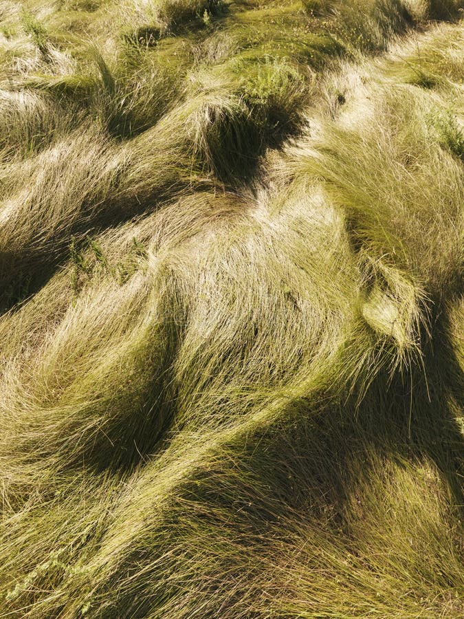 Wavy grass. stock photo. Image of grassland, background - 4245574