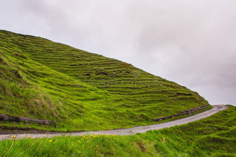 Wavy Grass Bushes. Long Leaves Og Grass. Stock Image - Image of field ...