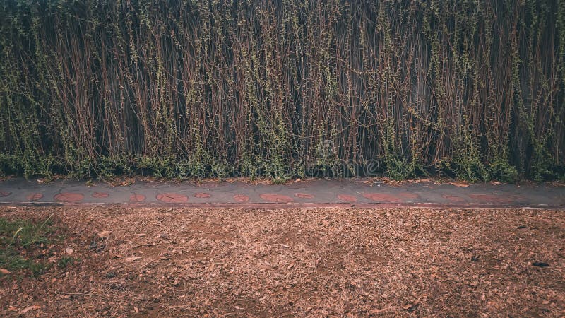 Wavy grass on wall stock image. Image of field, asphalt - 206375865