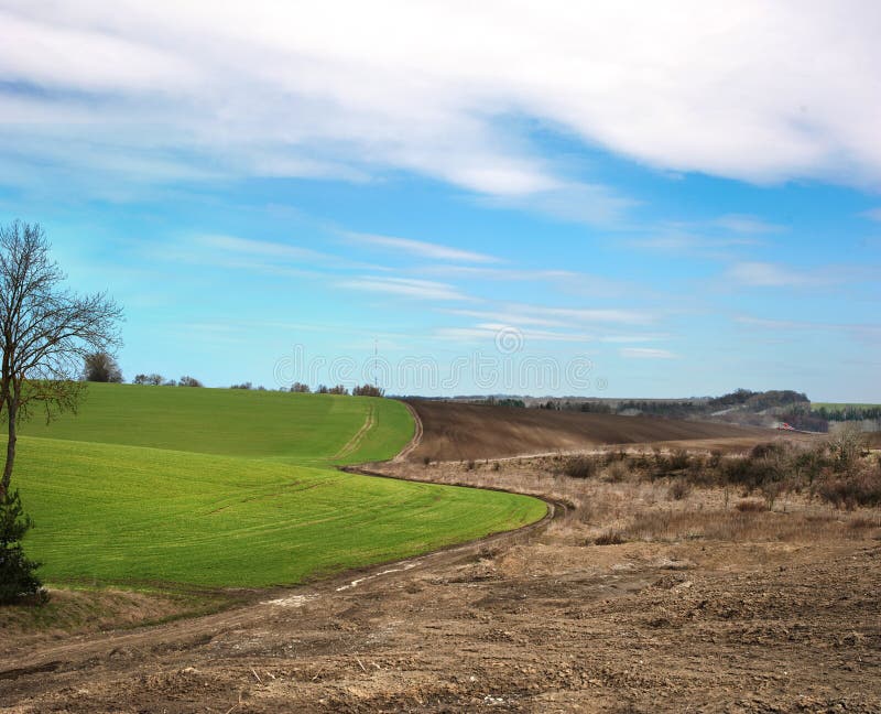 Green Fields of Winter Crops in Spring and Dry Grass and Bushes Stock ...