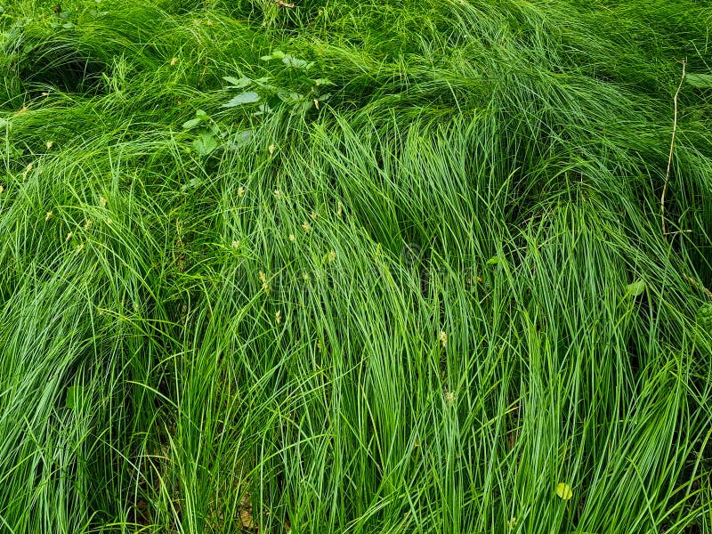 Skylover93 - Contributor Profile on Dreamstime