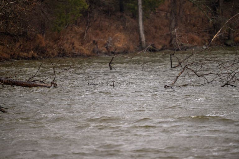 Wavy Lake with Deciduous Trees Branches Stock Photo - Image of aqua ...