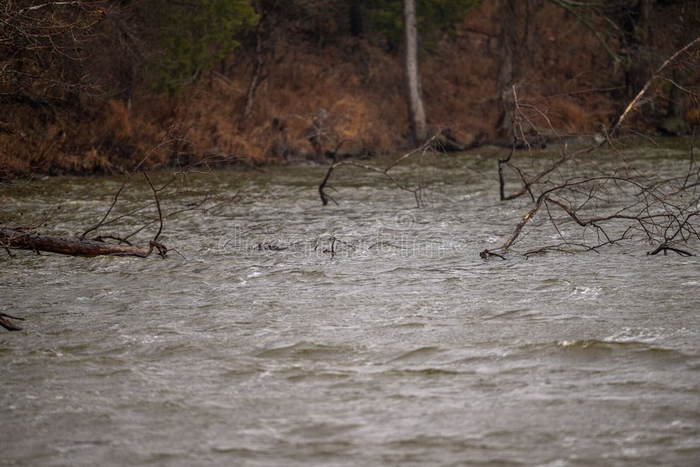 Wavy Lake with Deciduous Trees Branches Stock Photo - Image of tree ...