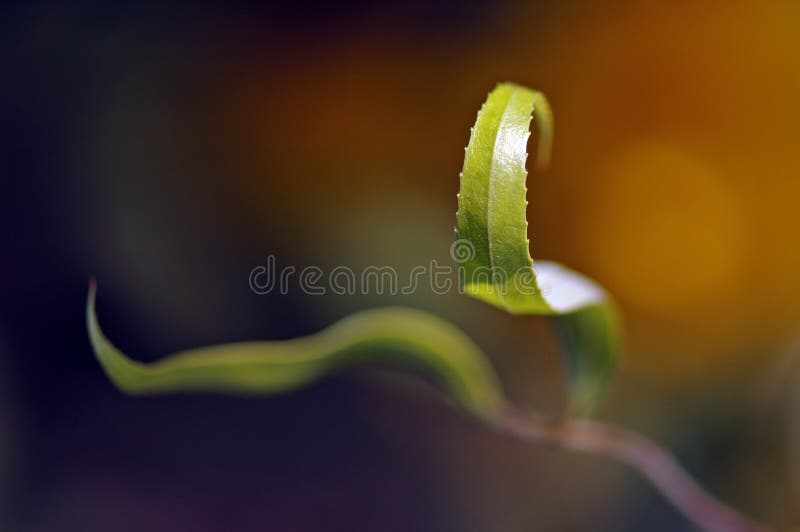 Wavy Leaf Thistle stock photo. Image of weed, pear, october - 98760384